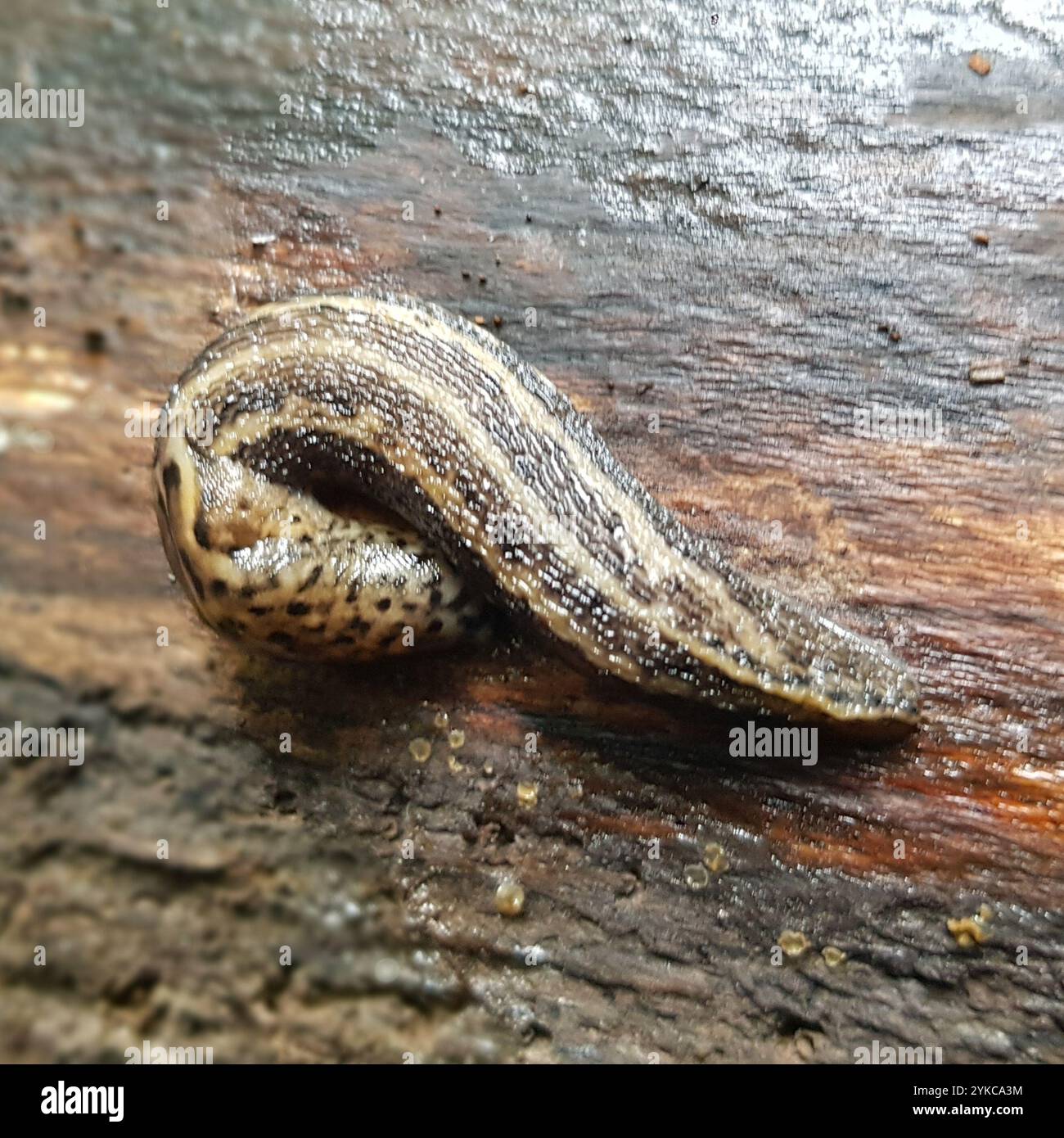 Leopard Slug (Limax maximus Stock Photo - Alamy