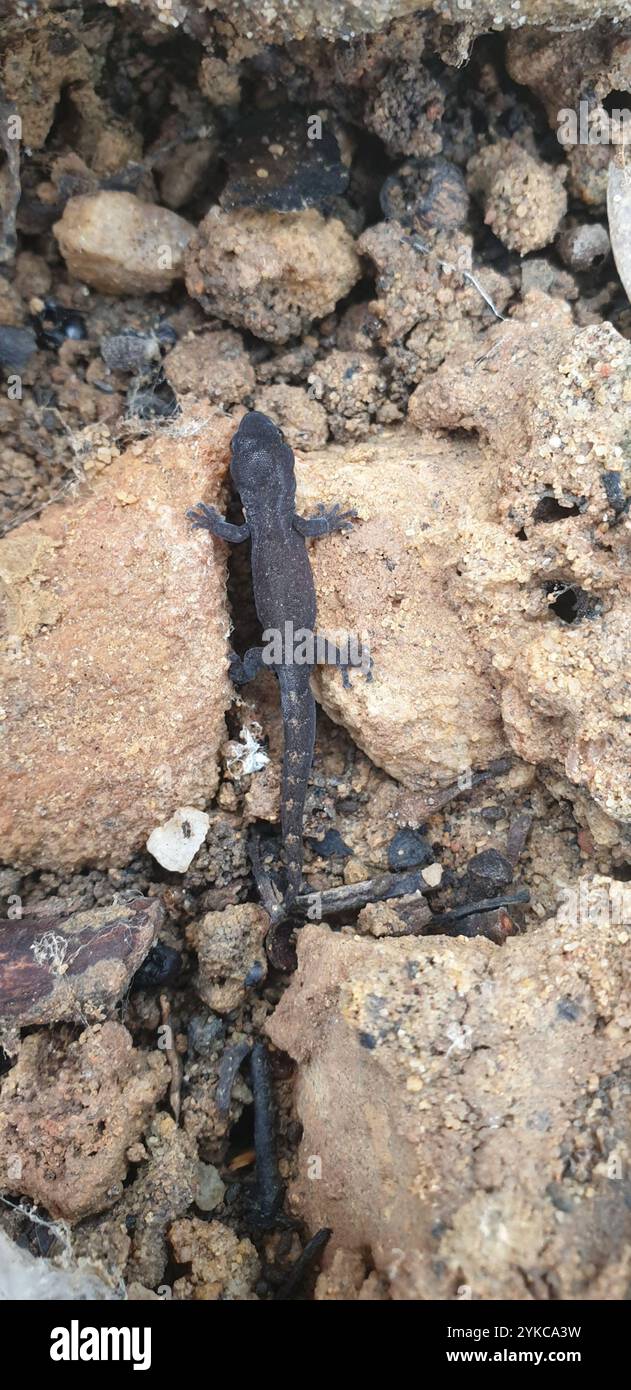 Southern Marbled Gecko (Christinus marmoratus Stock Photo - Alamy