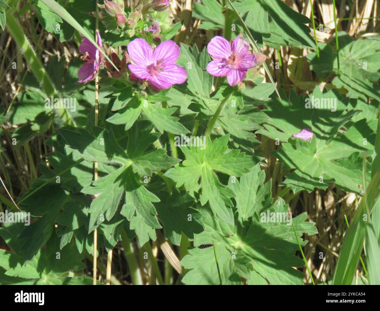 sticky geranium (Geranium viscosissimum Stock Photo - Alamy