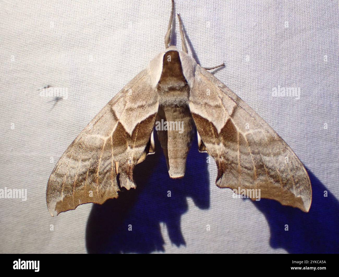 Western Eyed Sphinx (Smerinthus ophthalmica Stock Photo - Alamy
