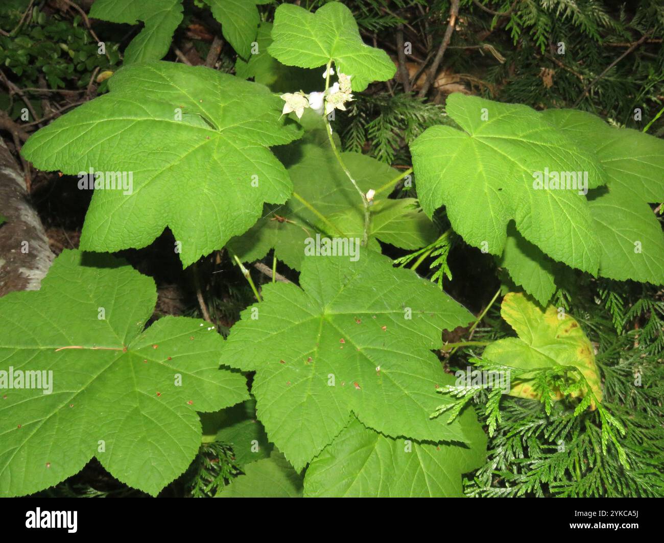 thimbleberry (Rubus parviflorus Stock Photo - Alamy
