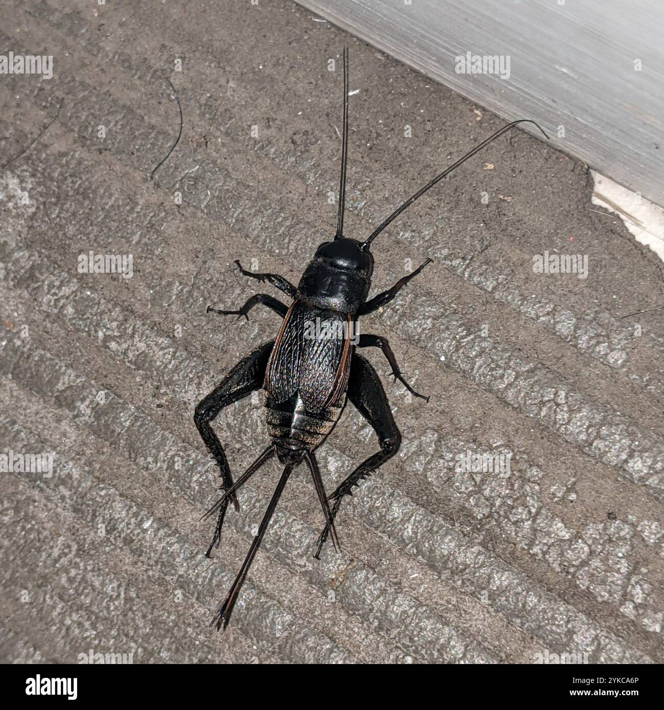 Fall Field Cricket (Gryllus pennsylvanicus Stock Photo - Alamy