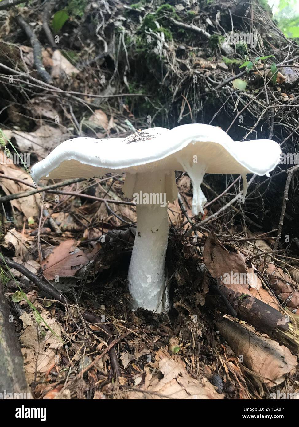 Eastern North American Destroying Angel (Amanita bisporigera Stock ...