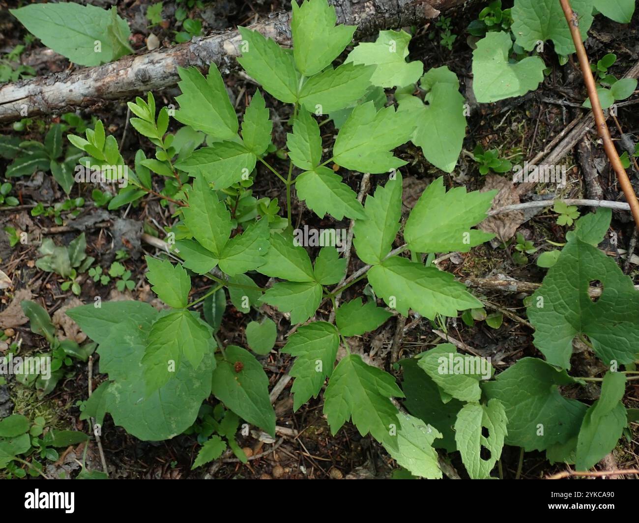 red baneberry (Actaea rubra Stock Photo - Alamy