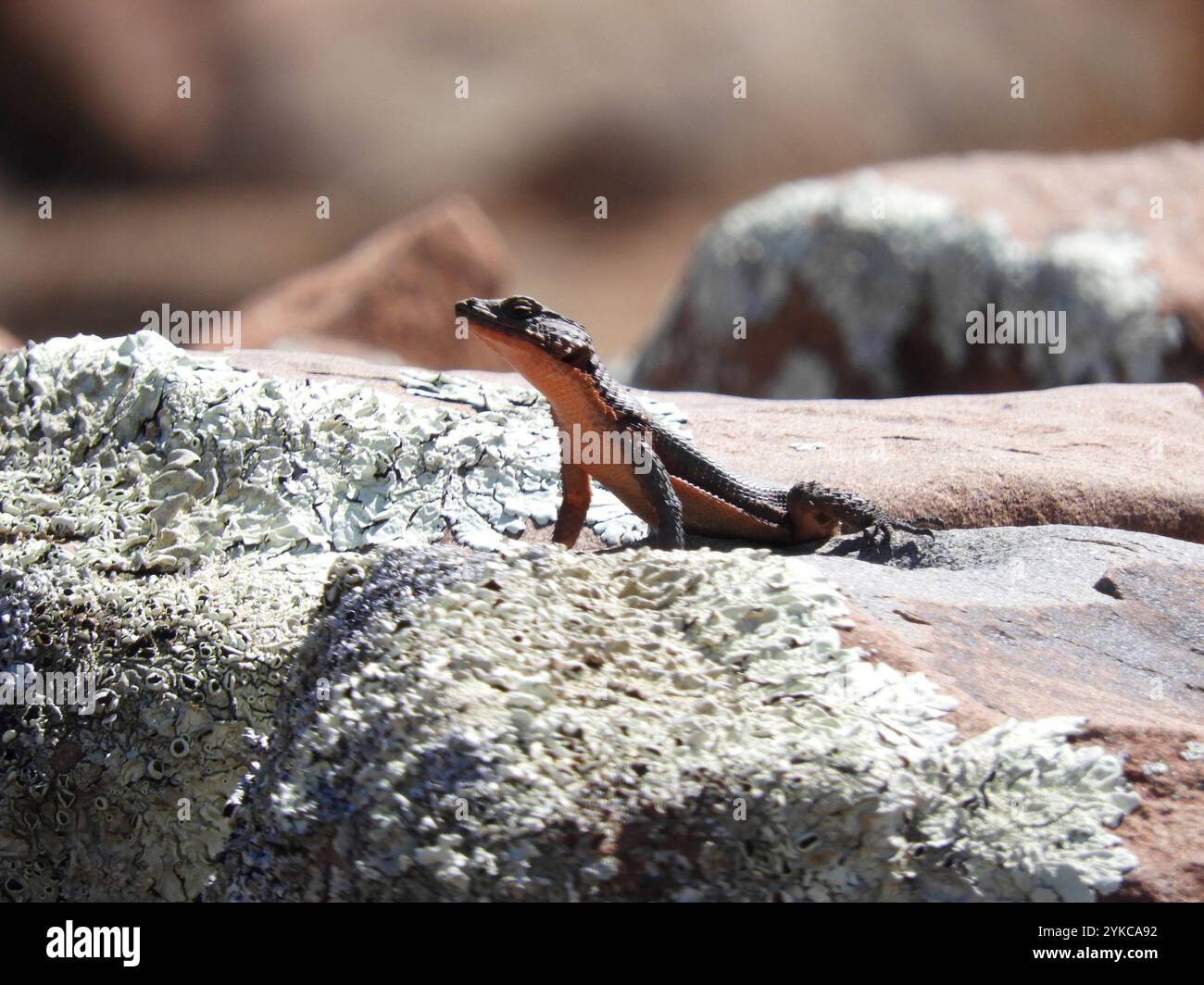 Karoo Girdled Lizard (Karusasaurus polyzonus Stock Photo - Alamy