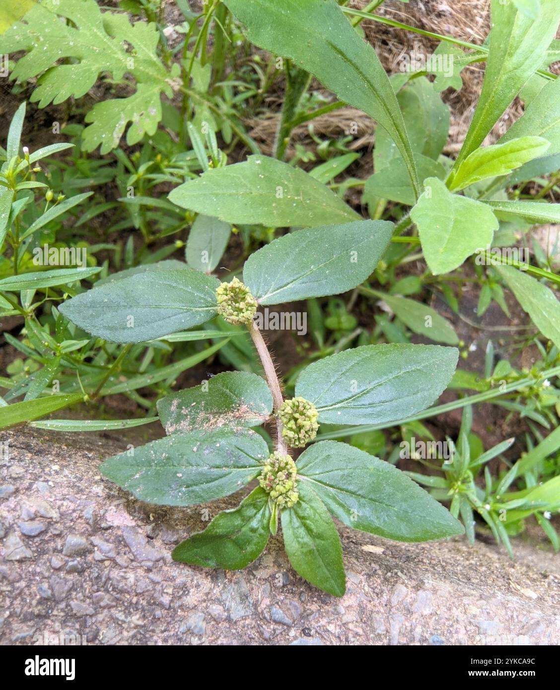 Asthma plant (Euphorbia hirta Stock Photo - Alamy
