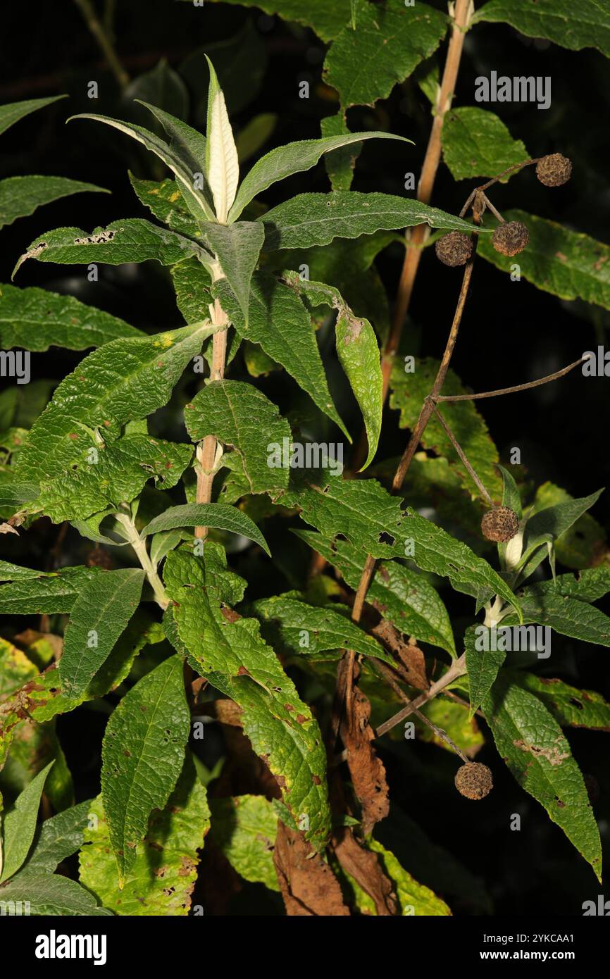 Orange-ball tree (Buddleja globosa Stock Photo - Alamy