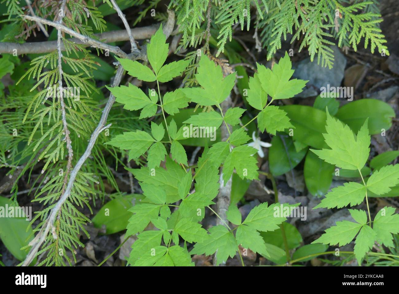 red baneberry (Actaea rubra Stock Photo - Alamy