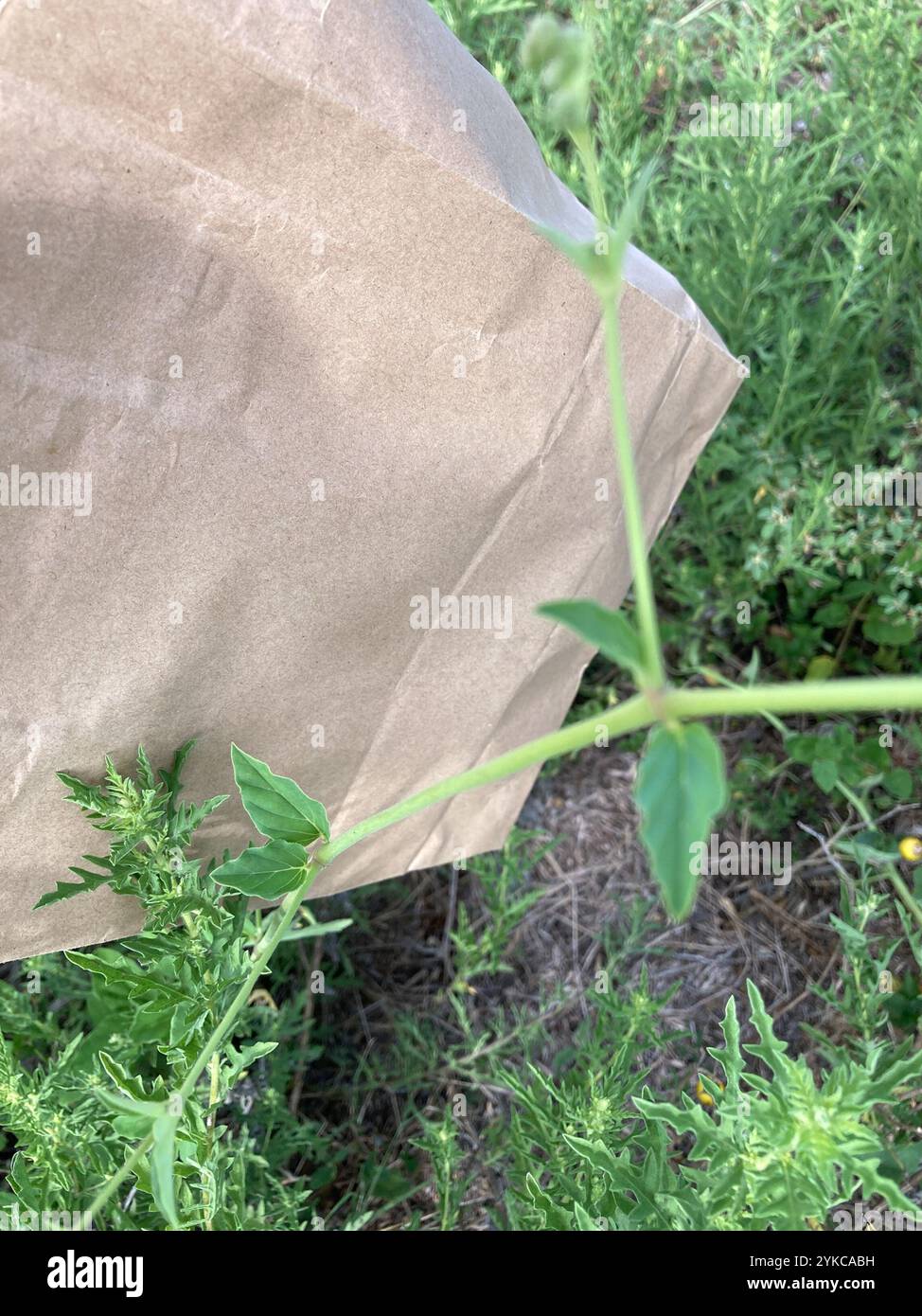 scarlet spiderling (Boerhavia coccinea Stock Photo - Alamy