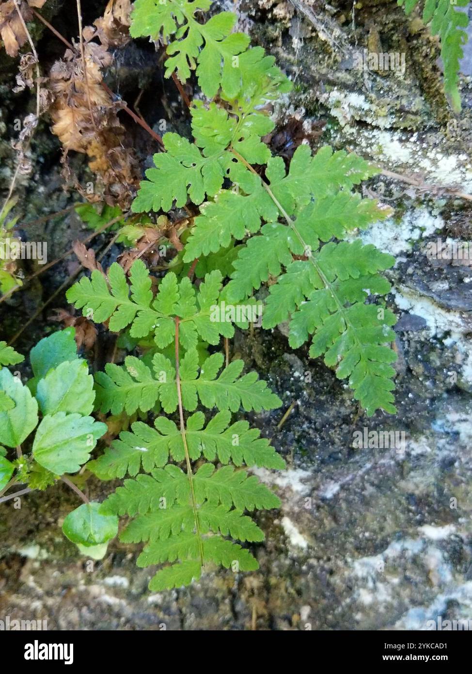 fragile ferns (Cystopteris Stock Photo - Alamy