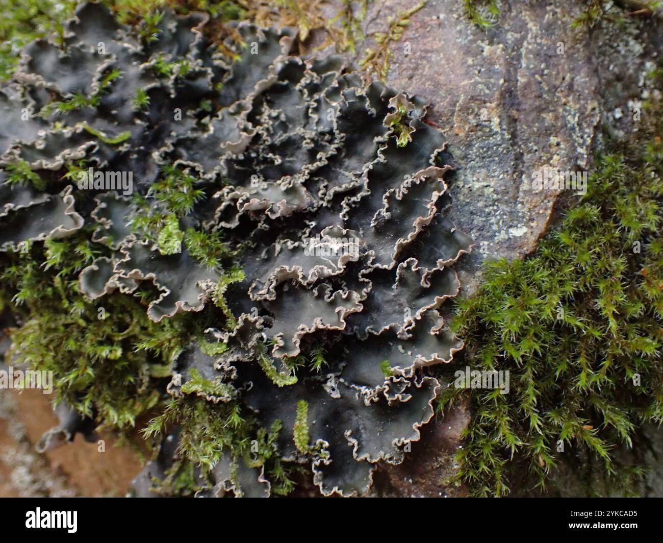 tree pelt lichen (Peltigera collina Stock Photo - Alamy