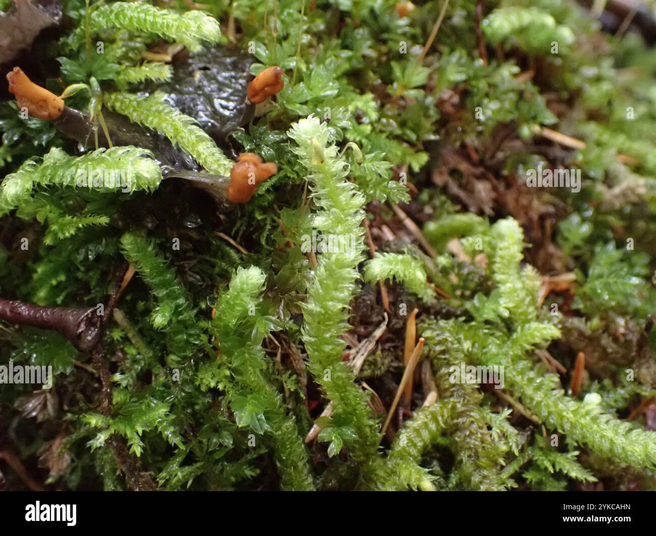 Pipecleaner Moss (Rhytidiopsis robusta Stock Photo - Alamy