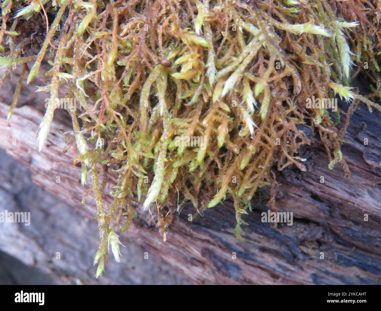 Red-stemmed Feather Moss (Pleurozium schreberi Stock Photo - Alamy