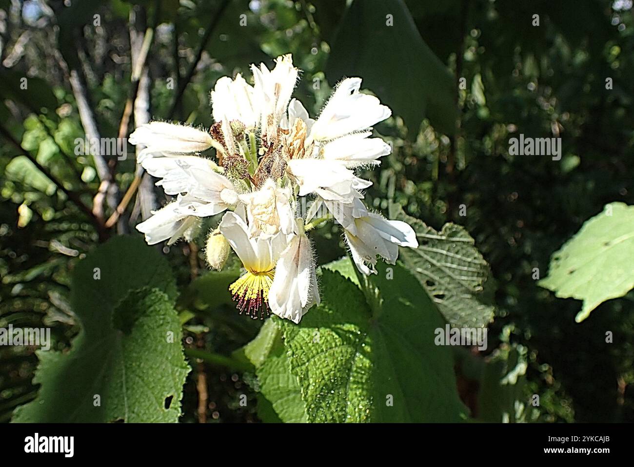 African hemp sparrmannia africana hi-res stock photography and images ...