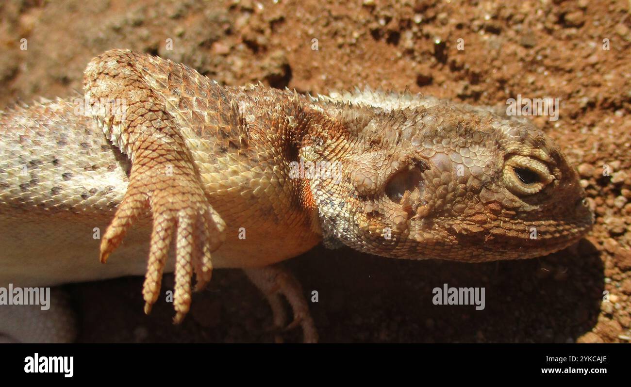 Ground Agama (Agama aculeata Stock Photo - Alamy