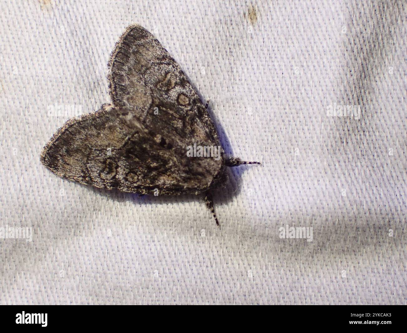 Brother Moth (Raphia frater Stock Photo - Alamy