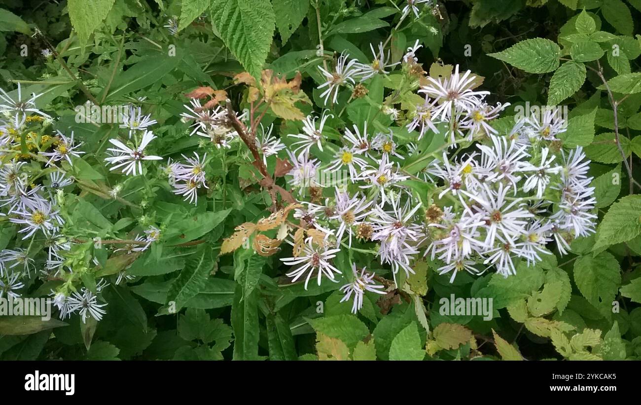 swamp aster (Symphyotrichum puniceum Stock Photo - Alamy