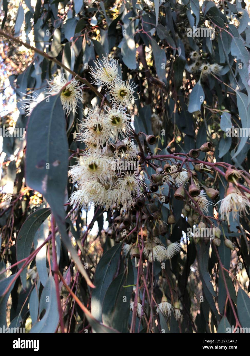 Eucalyptus melliodora hi-res stock photography and images - Alamy