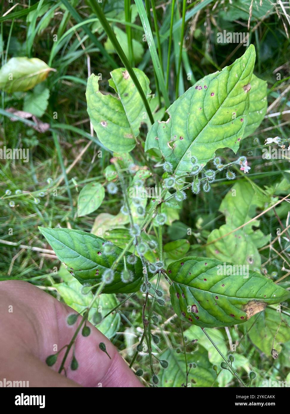 enchanter's-nightshade (Circaea lutetiana Stock Photo - Alamy