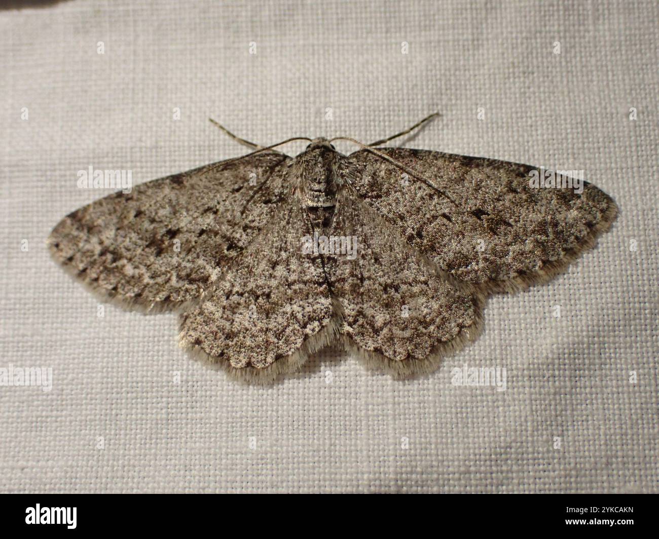 Small Engrailed (Ectropis crepuscularia Stock Photo - Alamy