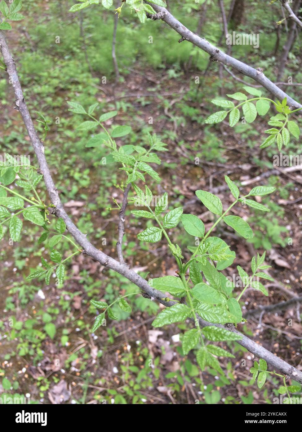 common prickly ash (Zanthoxylum americanum Stock Photo - Alamy
