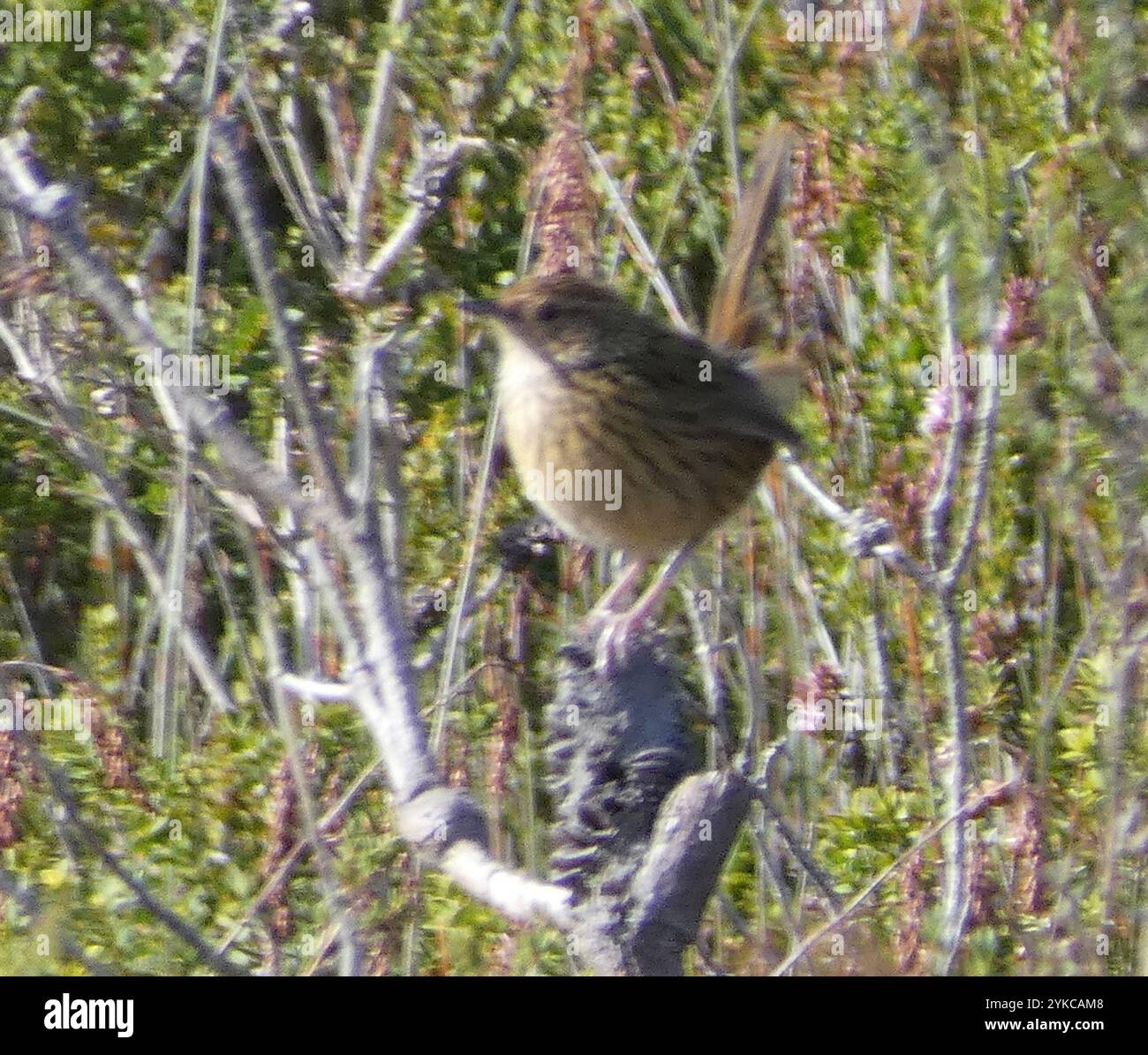 Striated Fieldwren (Calamanthus fuliginosus Stock Photo - Alamy