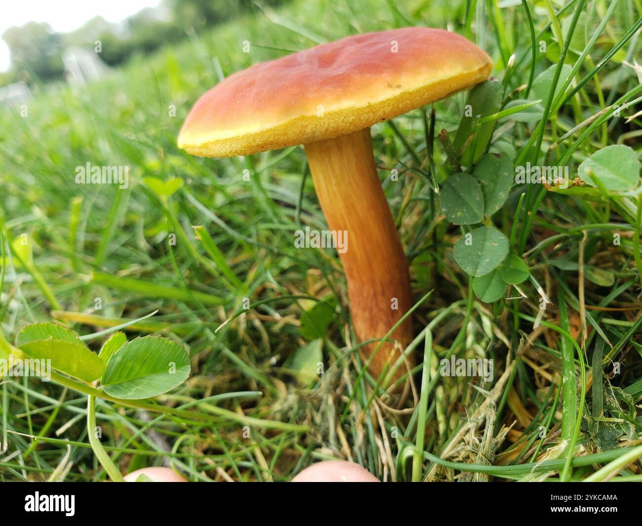 Hortiboletus hi-res stock photography and images - Alamy