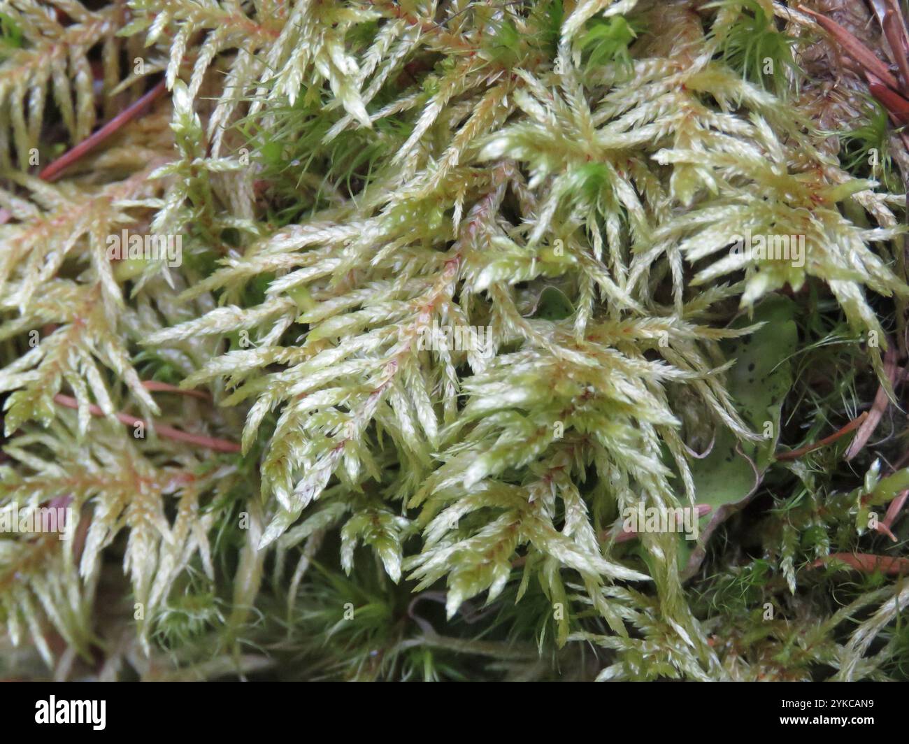 big red stem moss (Pleurozium Stock Photo - Alamy