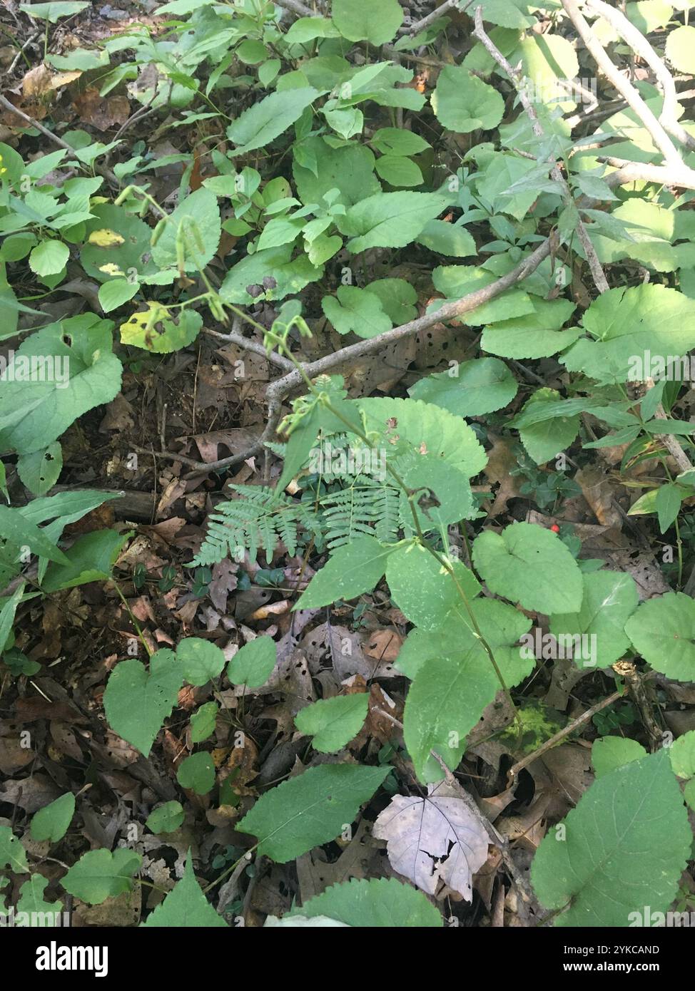 tall rattlesnake root (Nabalus altissimus Stock Photo - Alamy