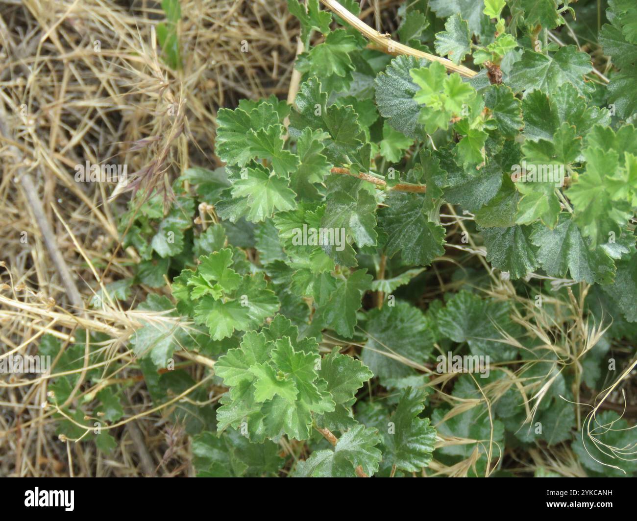 Wax currant ribes cereum hi-res stock photography and images - Alamy