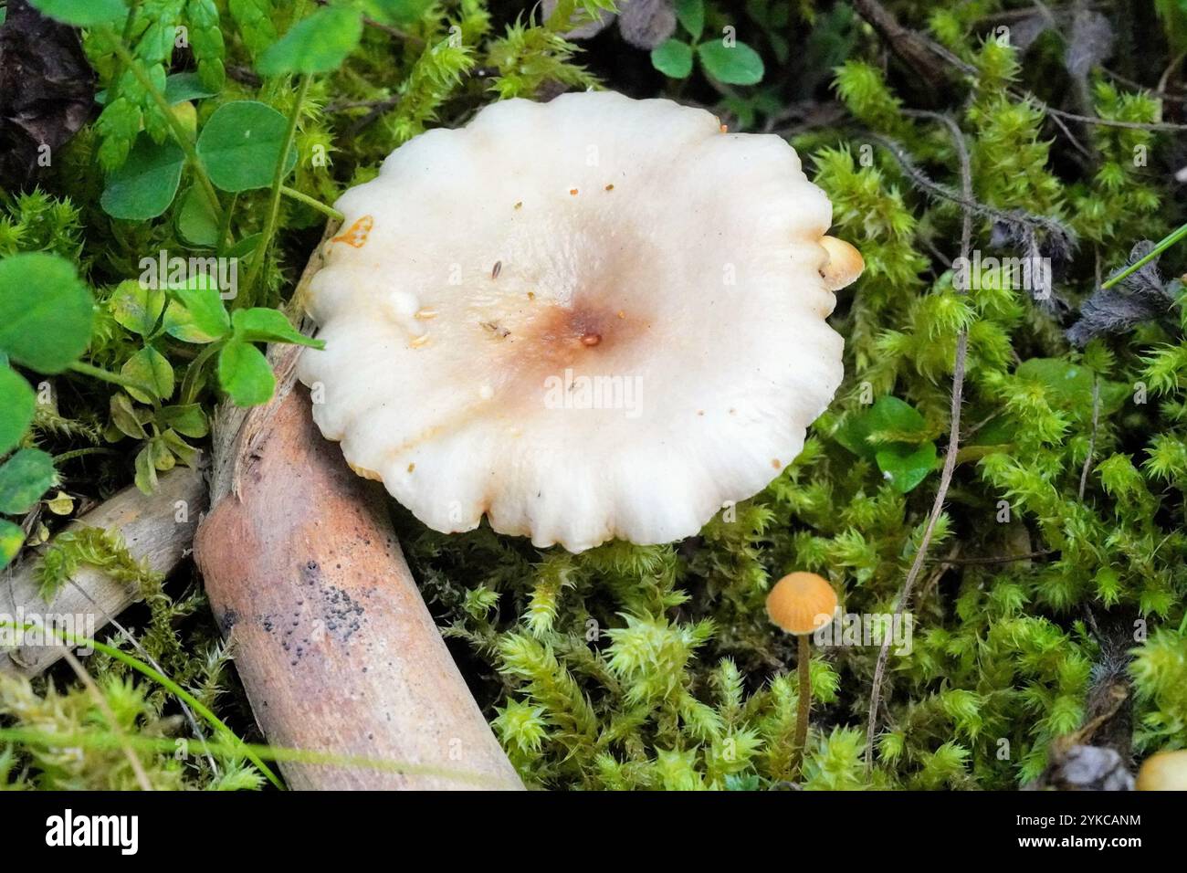 Fragrant Funnel (Clitocybe fragrans Stock Photo - Alamy