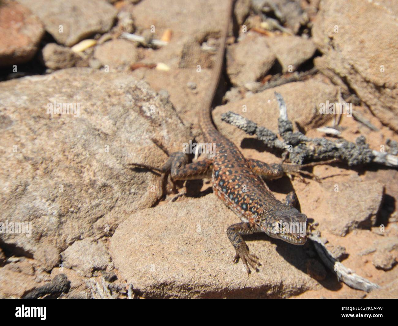 Spotted Sand Lizard (Pedioplanis lineoocellata Stock Photo - Alamy