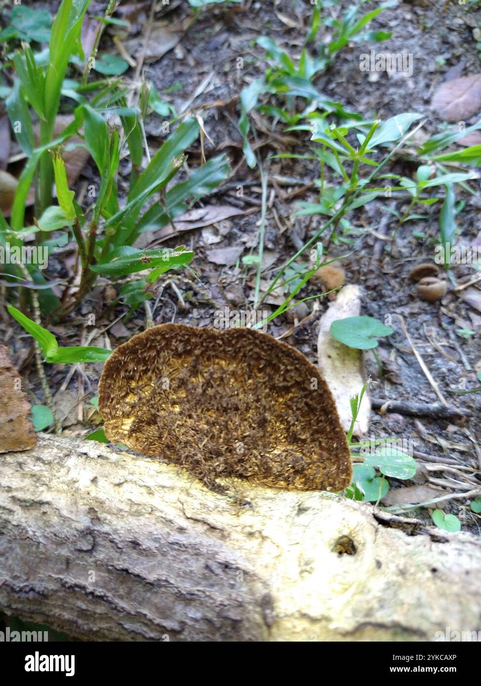 Hairy Hexagonia (Hexagonia hydnoides Stock Photo - Alamy