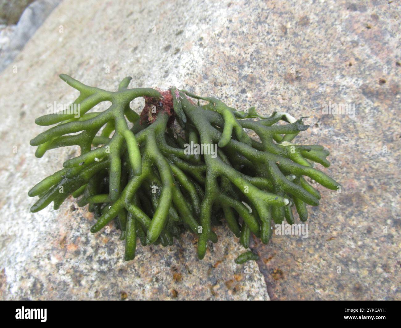 Codium fragile hi-res stock photography and images - Alamy