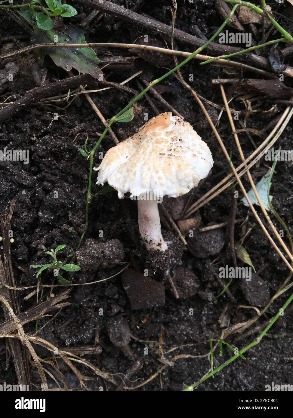 Stinking dapperling hi-res stock photography and images - Alamy