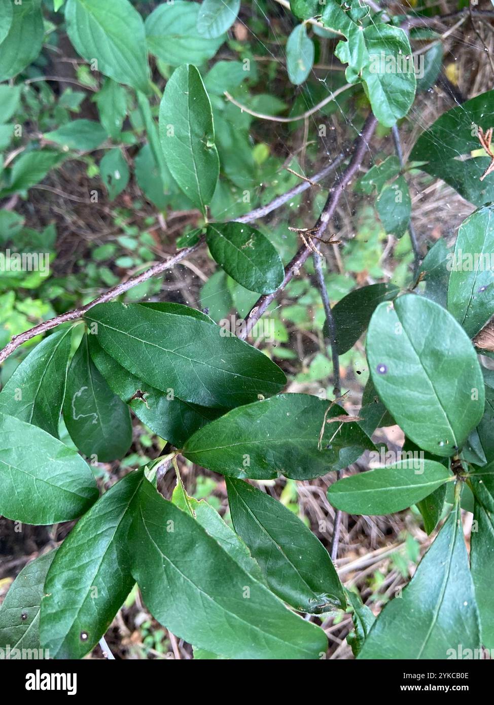 Gum bumelia (Sideroxylon lanuginosum Stock Photo - Alamy