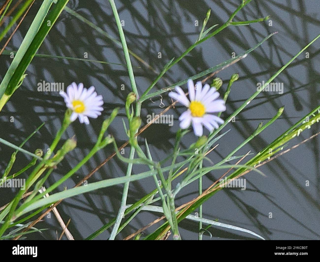 Perennial Saltmarsh Aster (Symphyotrichum tenuifolium Stock Photo - Alamy