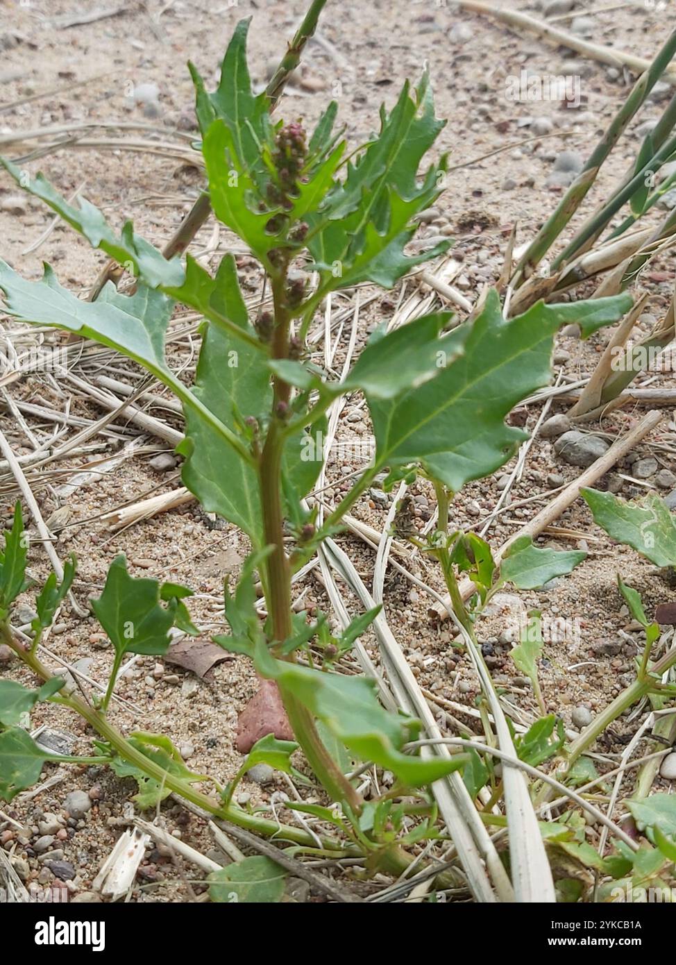 red pigweed (Oxybasis rubra Stock Photo - Alamy