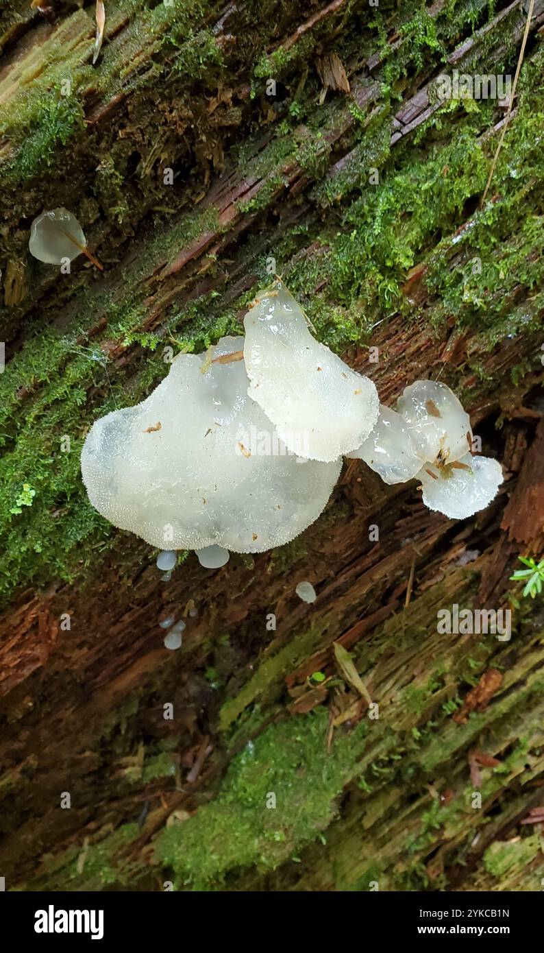 Toothed Jelly Fungus (Pseudohydnum gelatinosum Stock Photo - Alamy