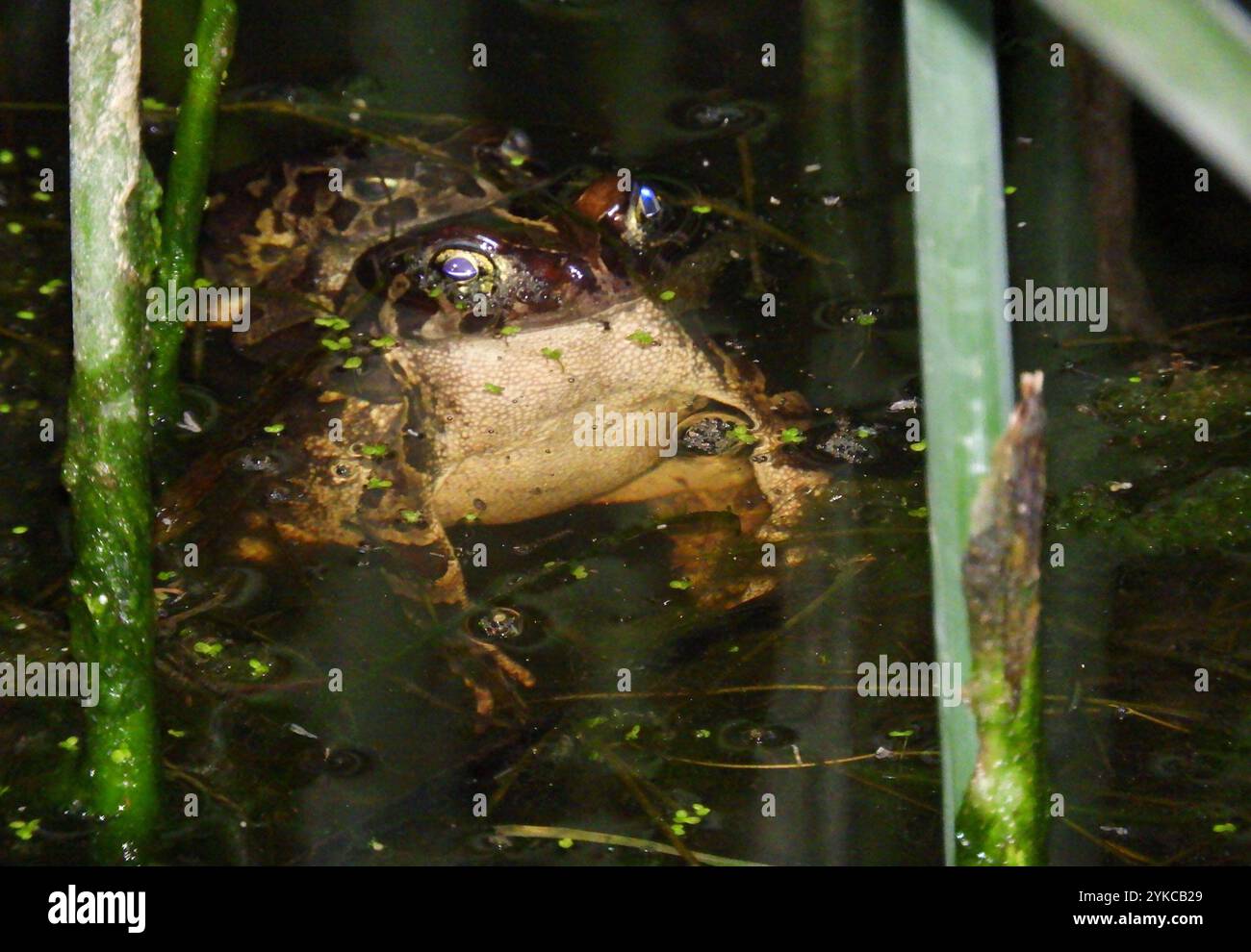 Western leopard toad hi-res stock photography and images - Alamy