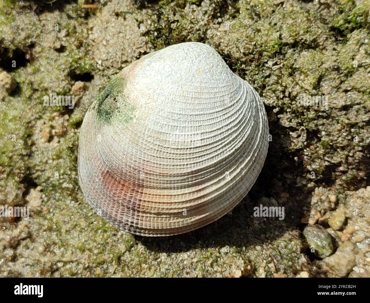Maiden's Purse Shell (Periglypta puerpera Stock Photo - Alamy