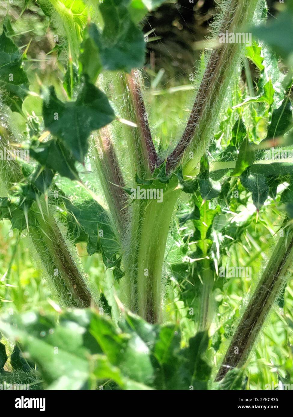 Edible Thistle (Cirsium edule Stock Photo - Alamy
