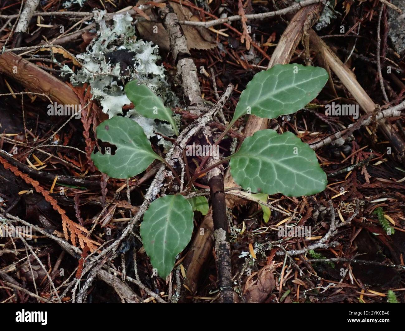 white-veined wintergreen (Pyrola picta Stock Photo - Alamy
