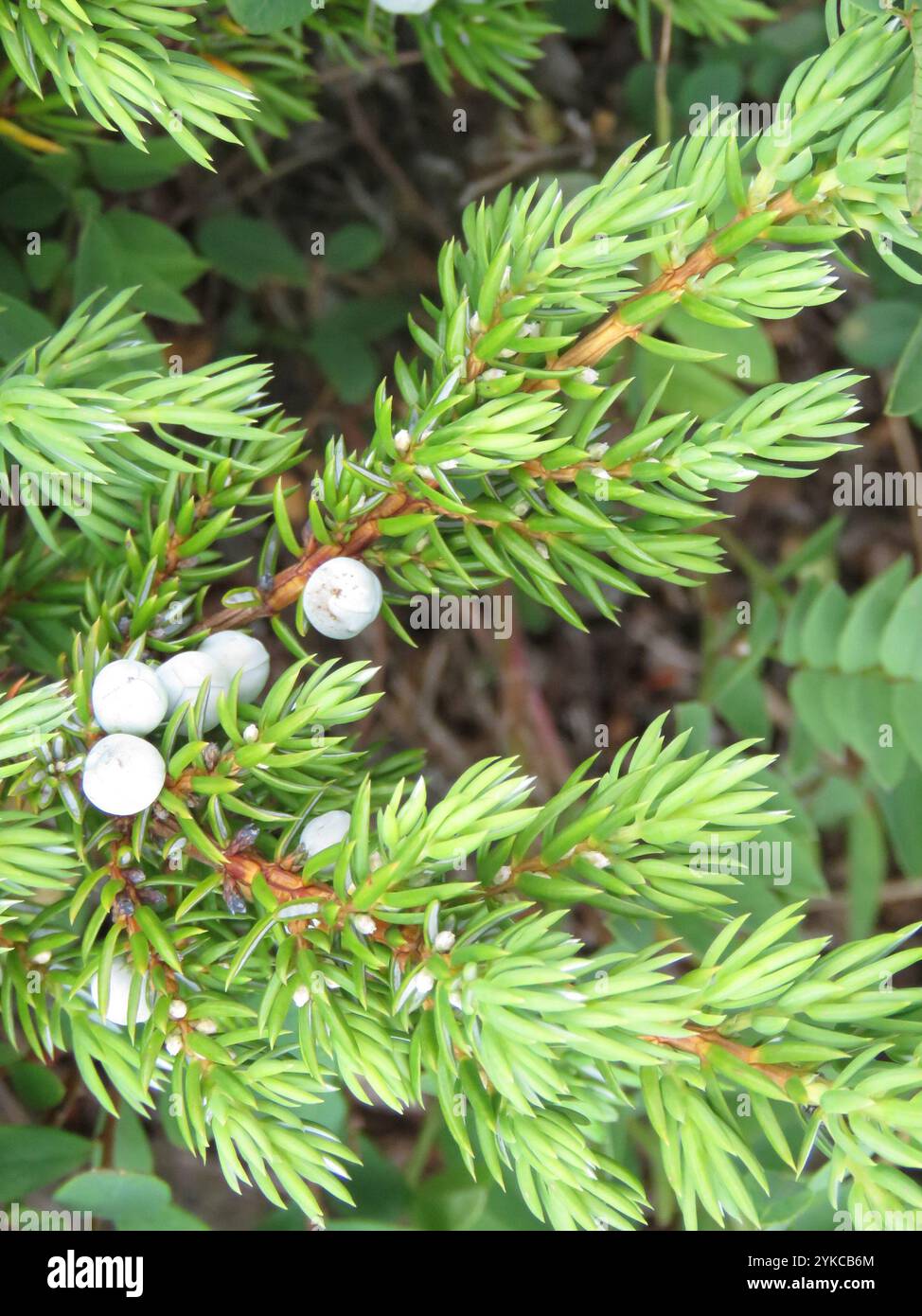 common juniper (Juniperus communis Stock Photo - Alamy