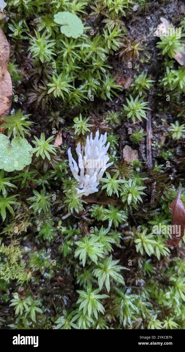 antler and spindle fungi (Clavariaceae Stock Photo - Alamy