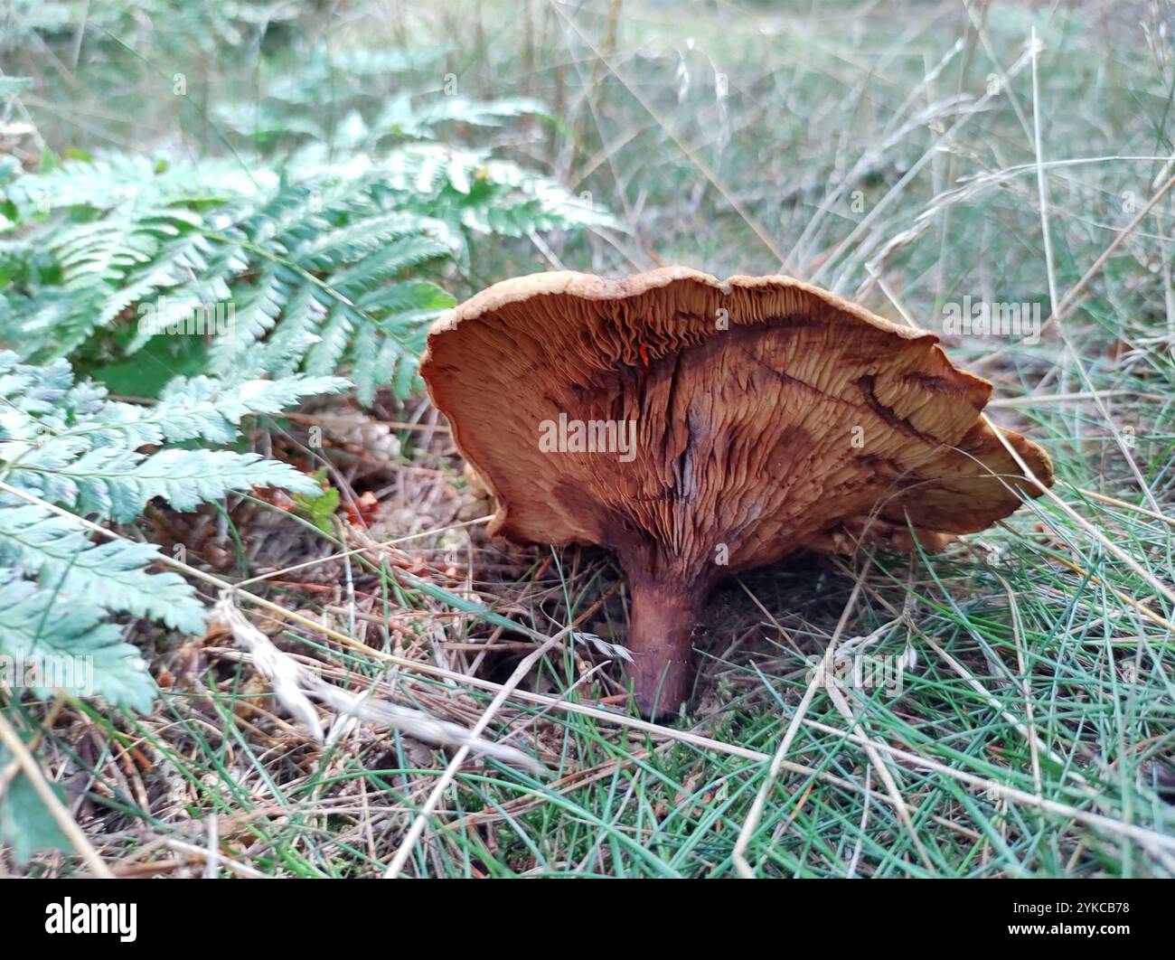 Brown Roll-Rim (Paxillus involutus Stock Photo - Alamy