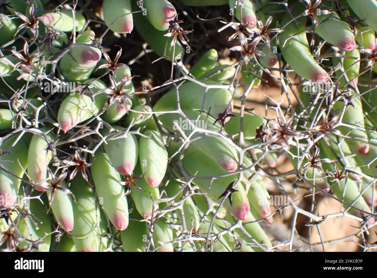 Thorny Butterbush (Tylecodon reticulatus Stock Photo - Alamy