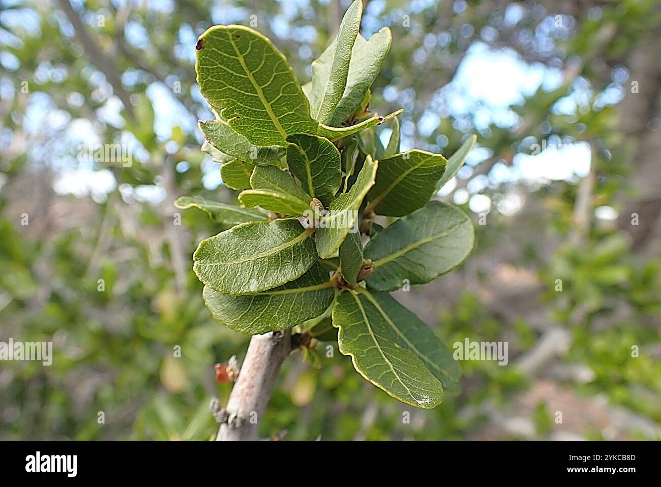 Pappea capensis hi-res stock photography and images - Alamy