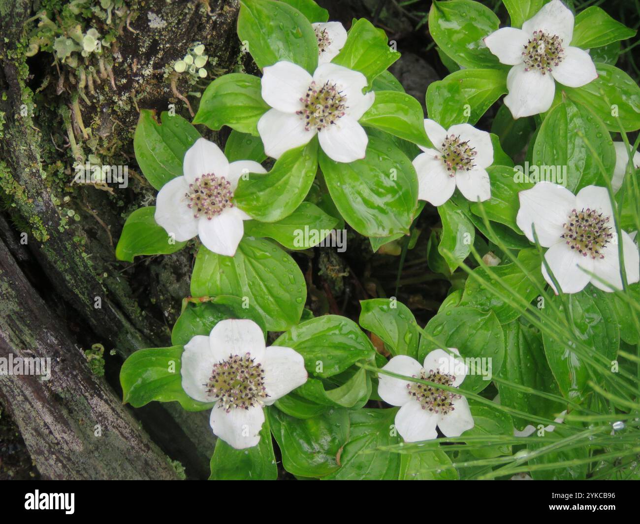 Western Bunchberry (Cornus unalaschkensis Stock Photo - Alamy