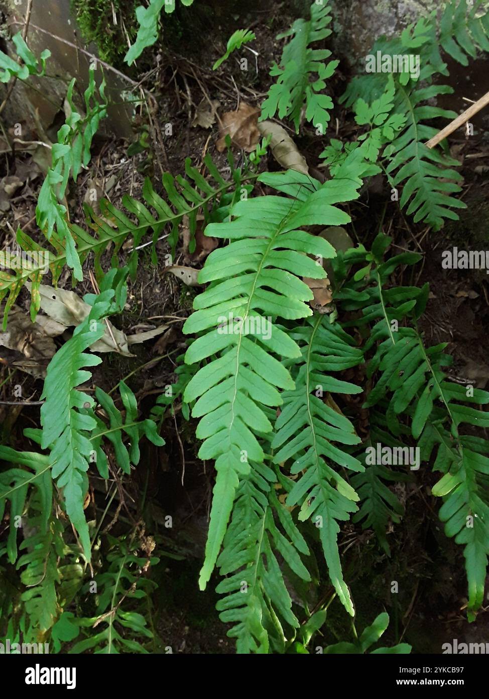 common polypody (Polypodium vulgare Stock Photo - Alamy